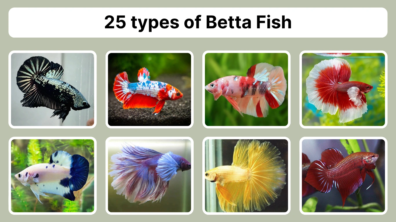 25 types of Betta fish: identification with pictures
