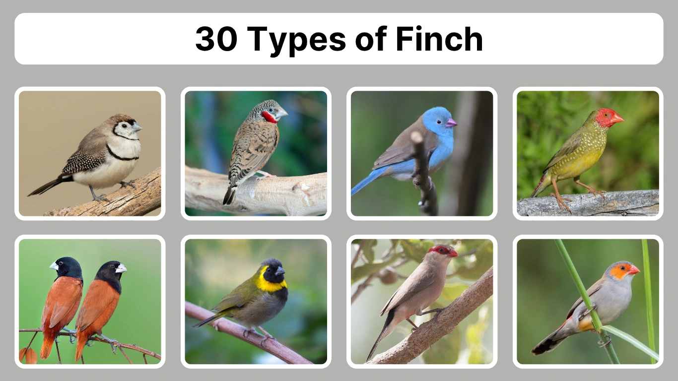 30 Types of Finch: Species Identification with Pictures