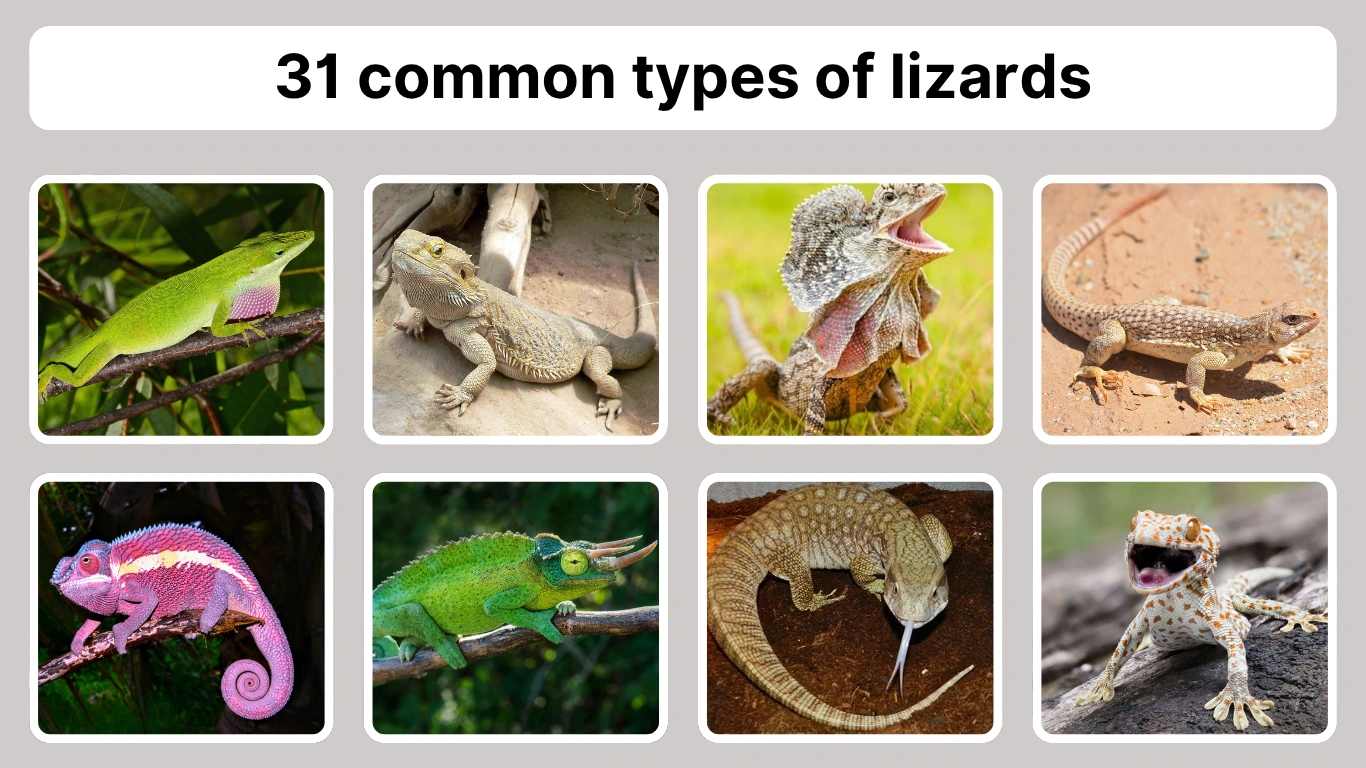 31 common types of lizards: Identification with Pictures