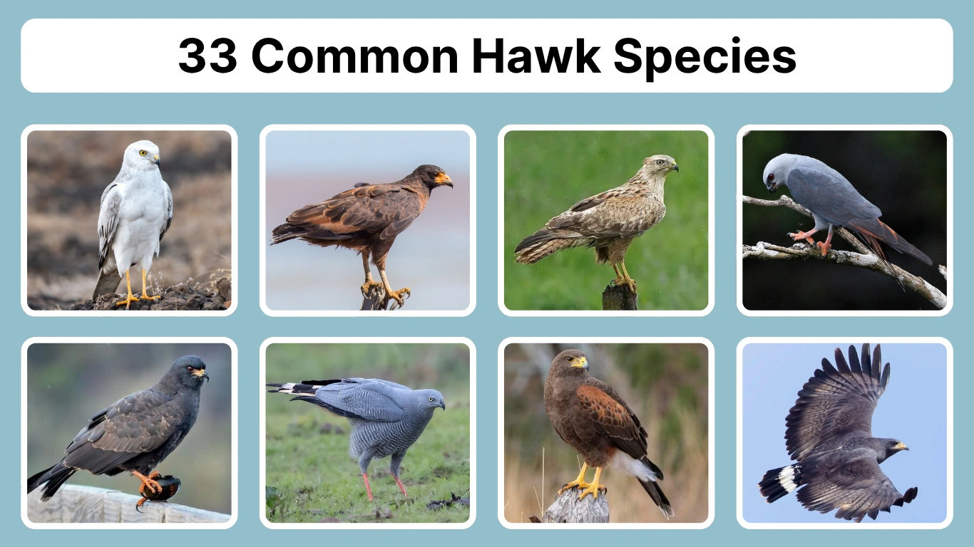 33 Common Hawk Species: Identification, Wingspan & Photos