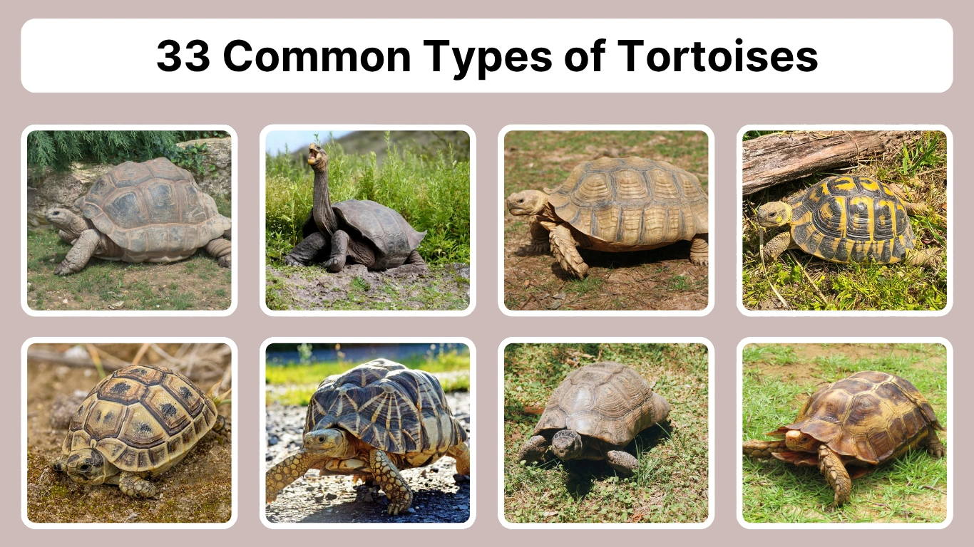 33 Common Types of Tortoises: Identification With Pictures