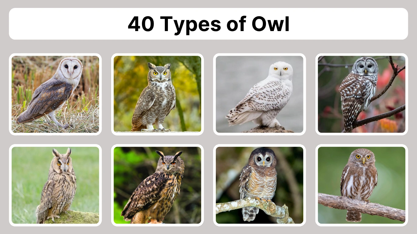40 Types of Owl : Species Identification With Pictures