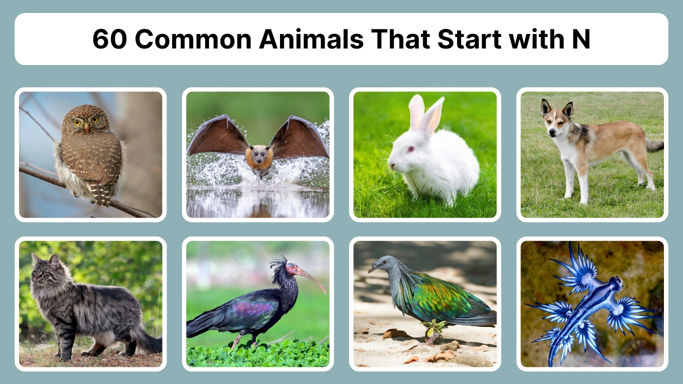 60 Common Animals That Start with N : Identification with Pictures
