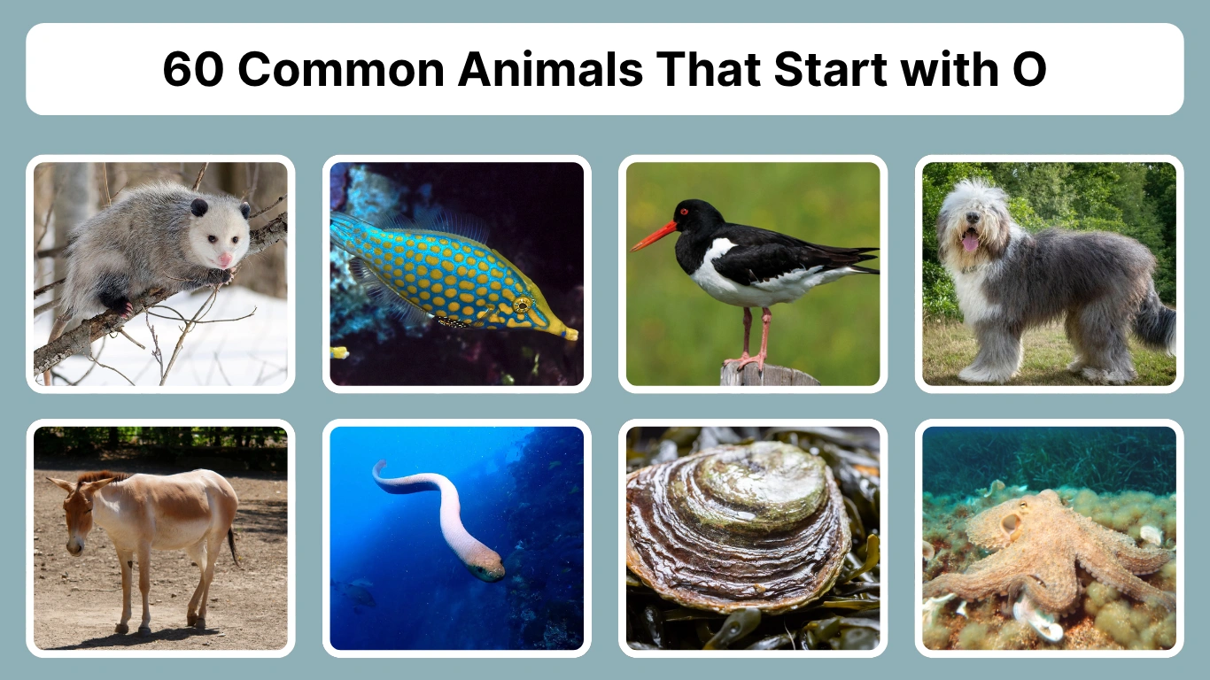 60 Common Animals That Start with O: Identification with Pictures
