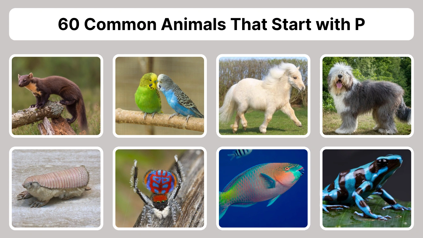 60 Common Animals That Start with P: Identification with Pictures