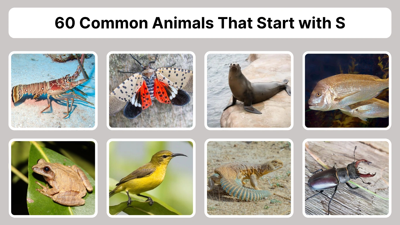 60 Common Animals That Start with S: Identification with Pictures