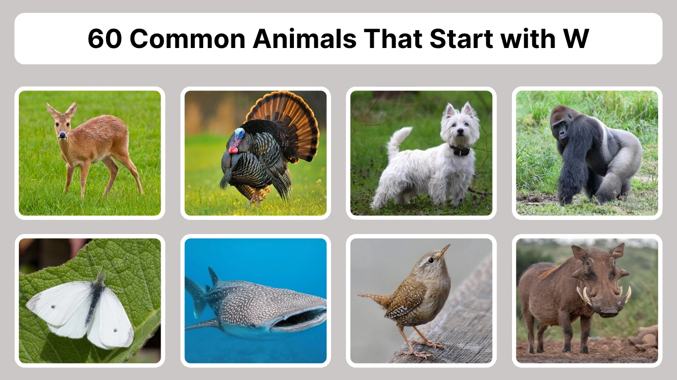 60 Common Animals That Start with W: Identification with Pictures