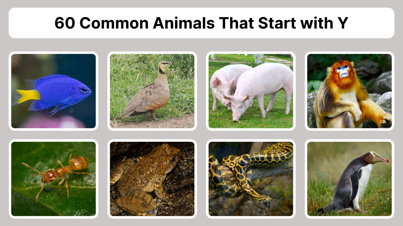 60 Common Animals That Start with Y: Identification with Pictures