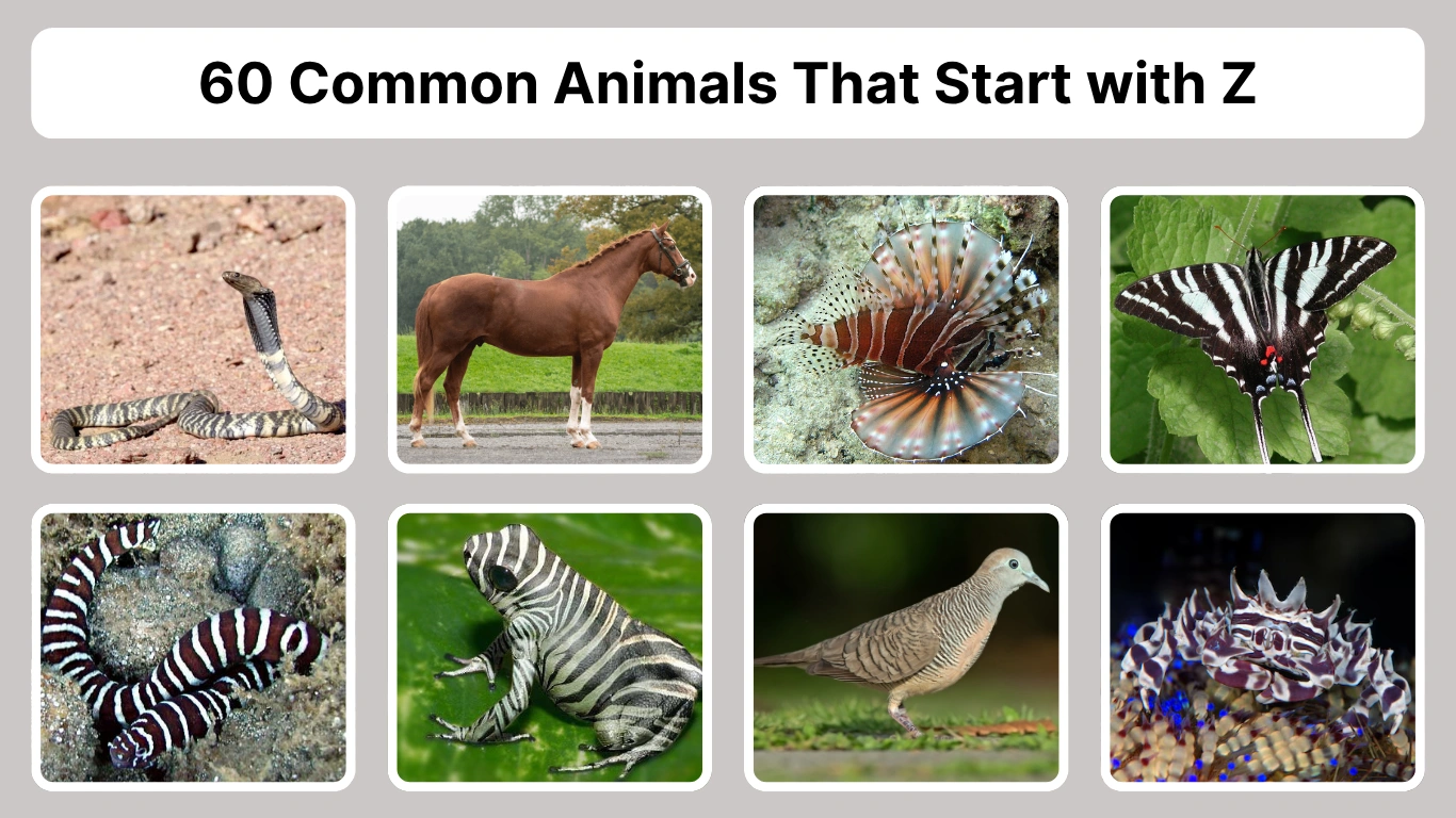 60 Common Animals That Start with Z: Identification with Pictures