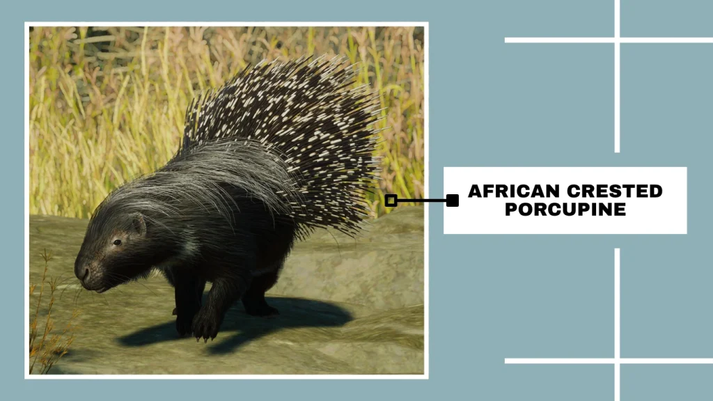 25 Types of Porcupines: Species Identification with Pictures