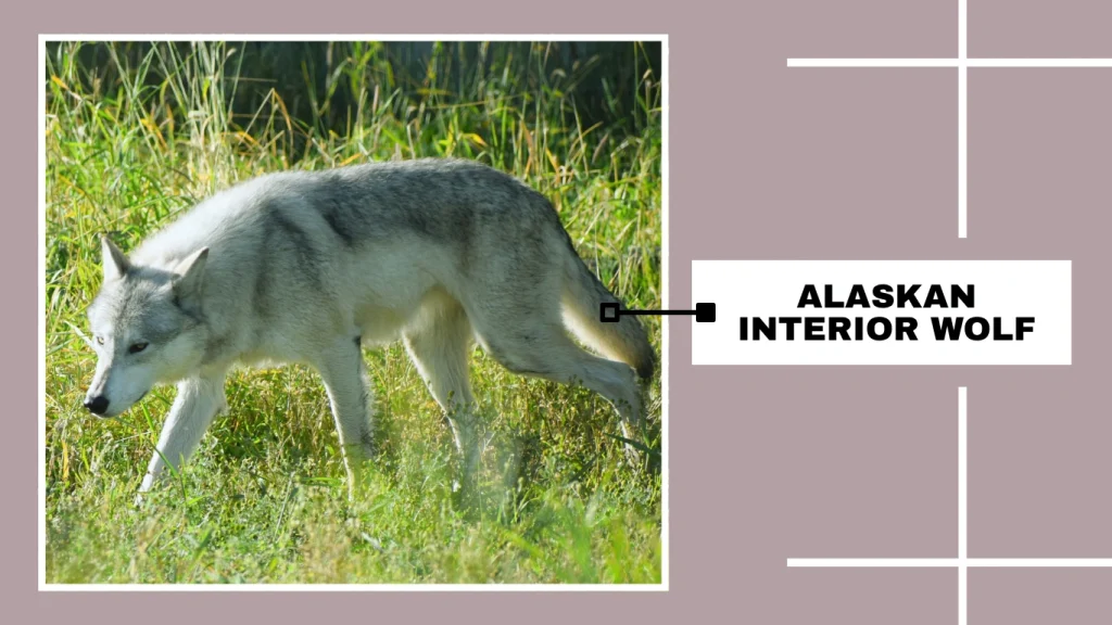25 Types of Wolves: Species Identification with Pictures