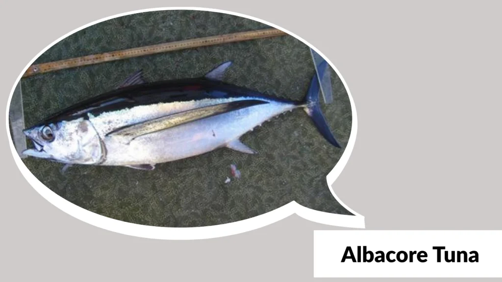 25 types of Tuna: Identification with Pictures
