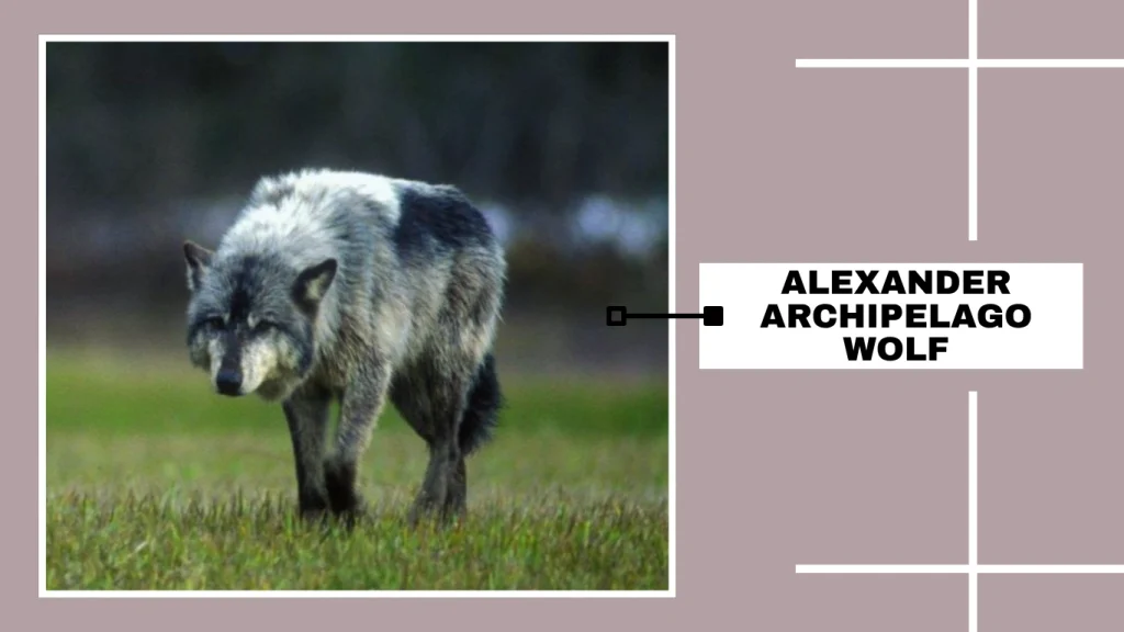 25 Types of Wolves: Species Identification with Pictures