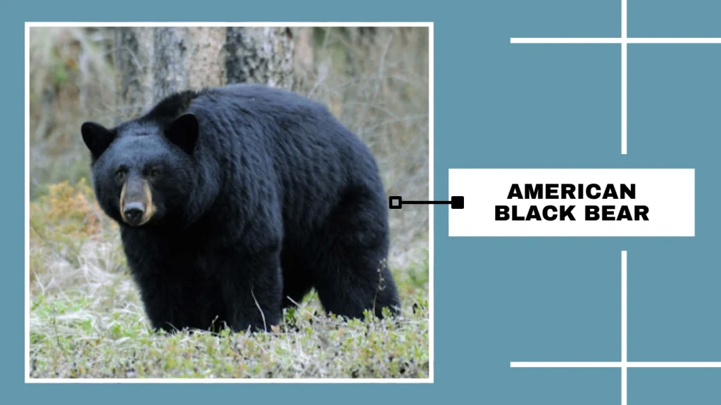 17 Types of Bears: Identification With Pictures
