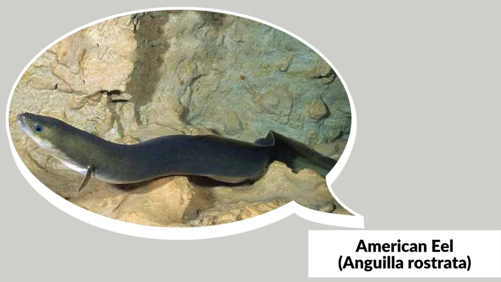 25 Types of Eel Fish: Identification With Species