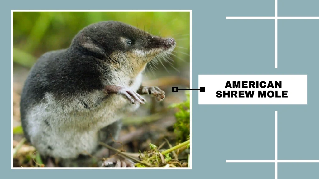 15 Types of Moles: Identification With Pictures