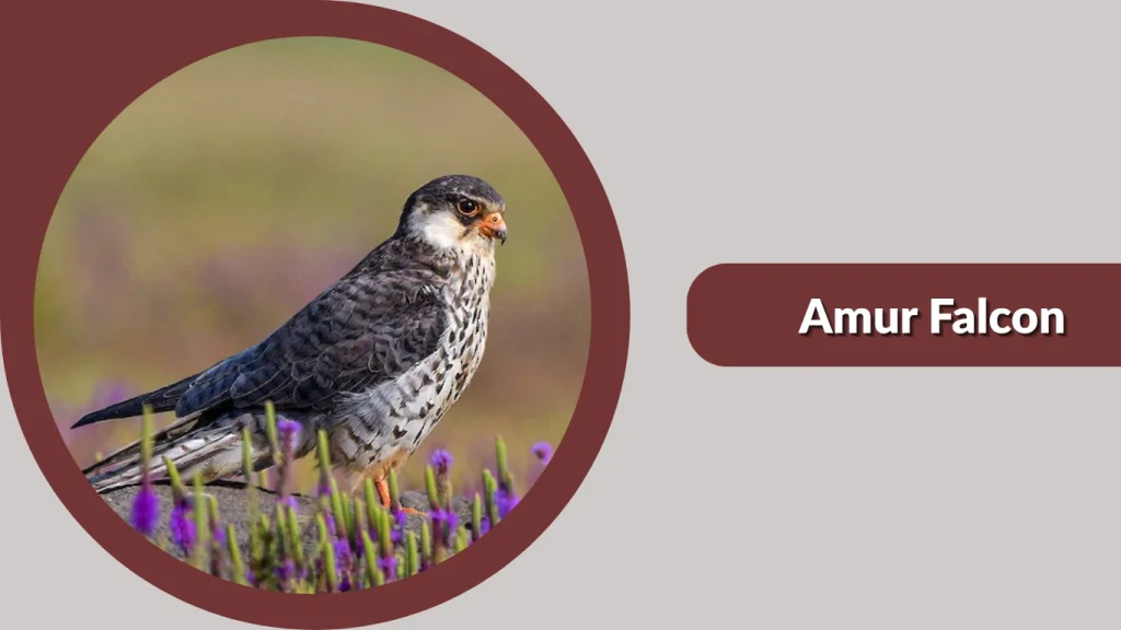 20 Types of Falcons: Identification by Speed, Markings & Region