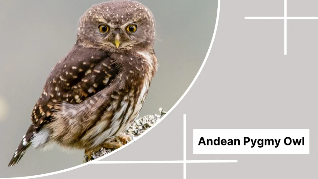 40 Types of Owl : Species Identification With Pictures