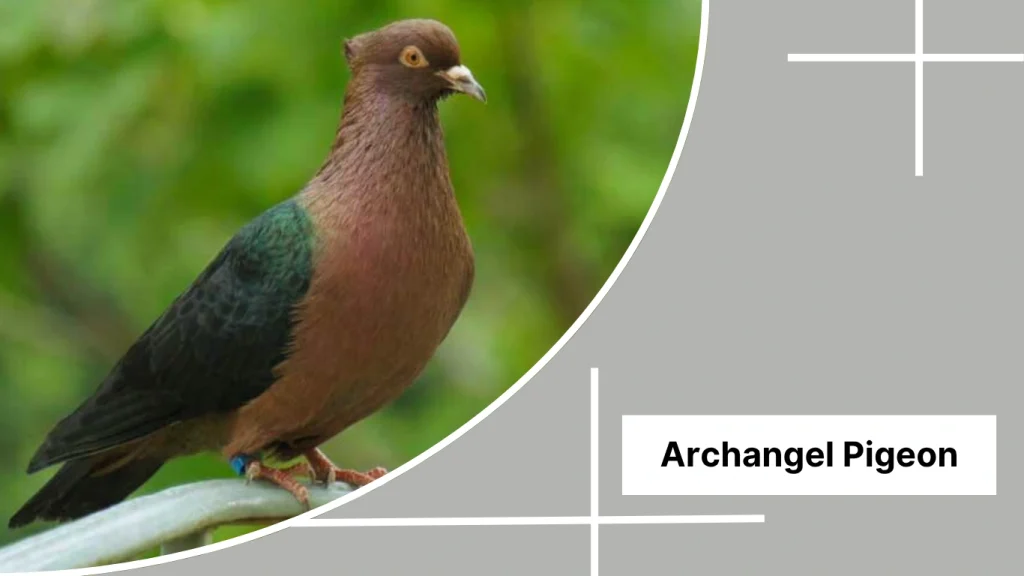 40 Amazing Types of Pigeons: Identification with Pictures