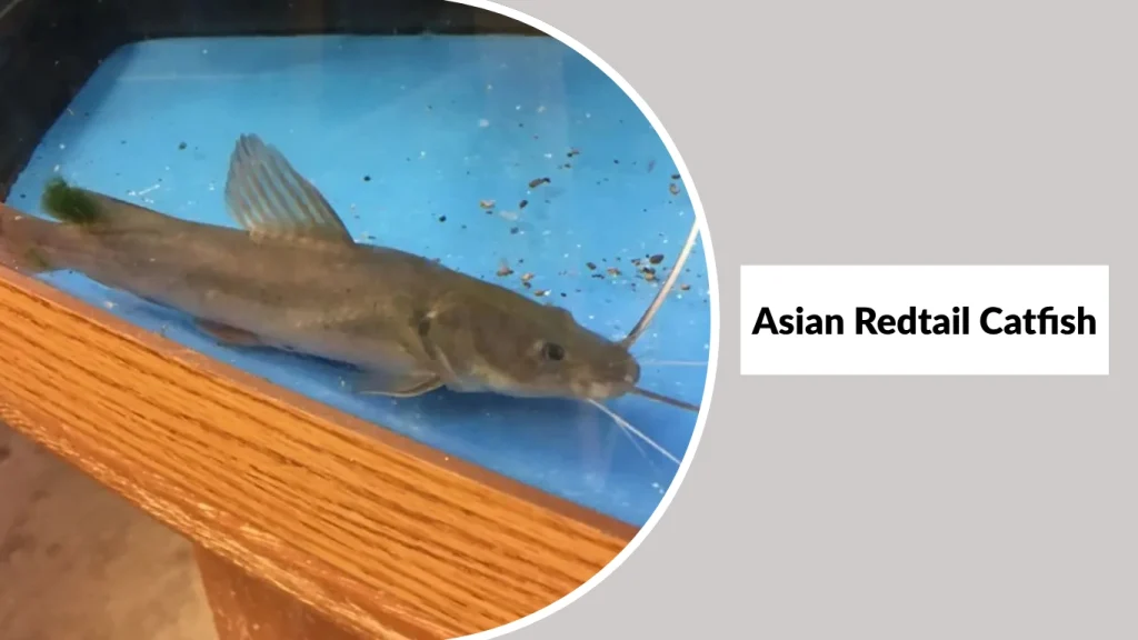 25 type of Catfish: Identification with Pictures