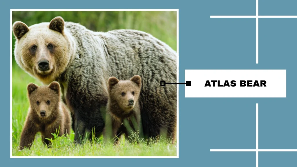 17 Types of Bears: Identification With Pictures