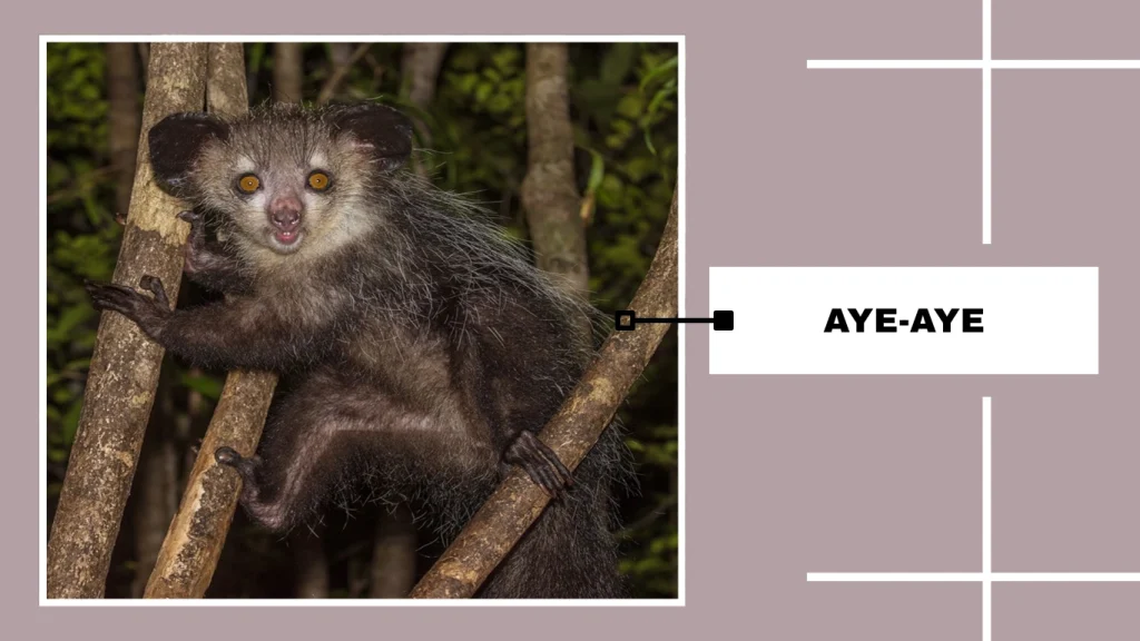 25 Types of Lemurs: Unique Species Identification with Pictures