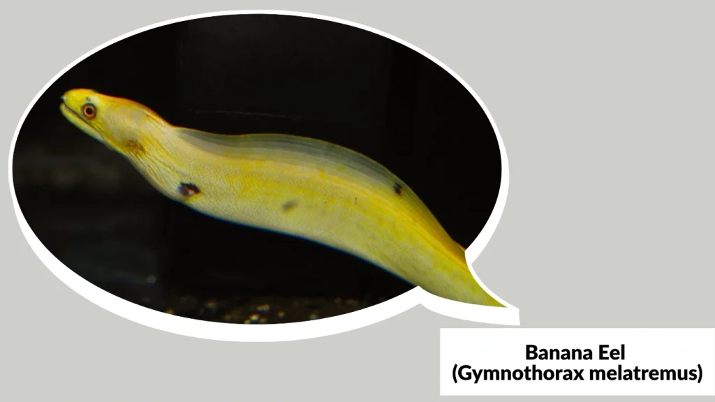 25 Types of Eel Fish: Identification With Species