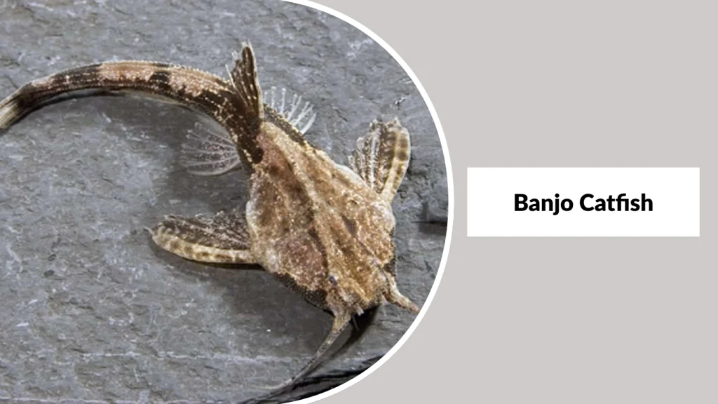 25 type of Catfish: Identification with Pictures