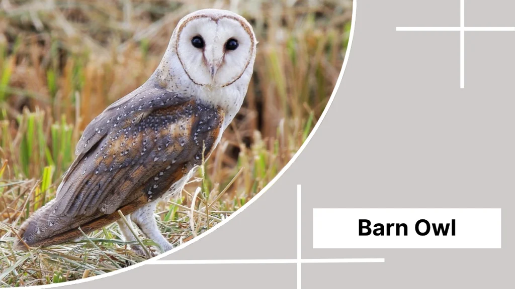 40 Types of Owl : Species Identification With Pictures