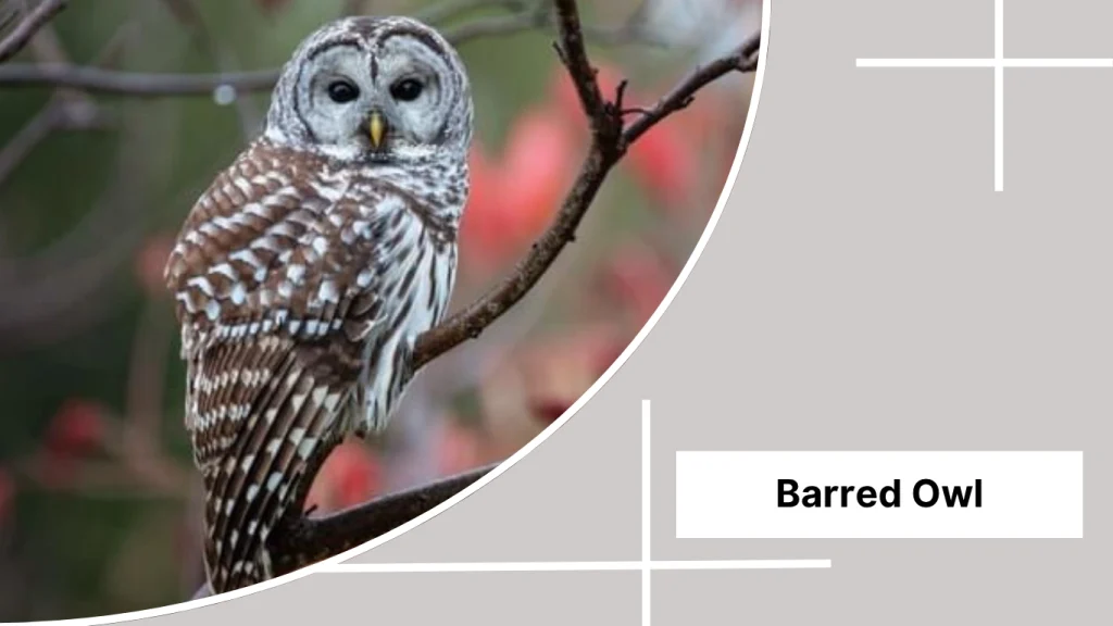40 Types of Owl : Species Identification With Pictures