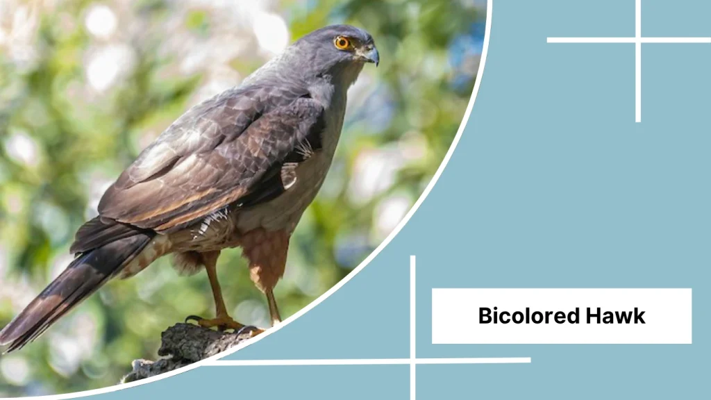 33 Common Hawk Species: Identification, Wingspan & Photos
