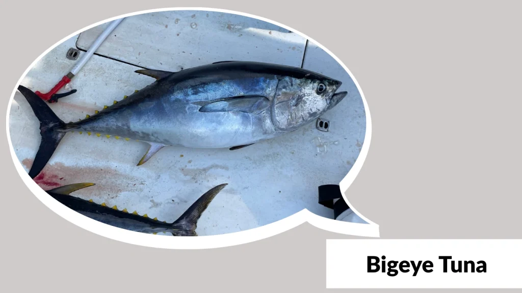 25 types of Tuna: Identification with Pictures