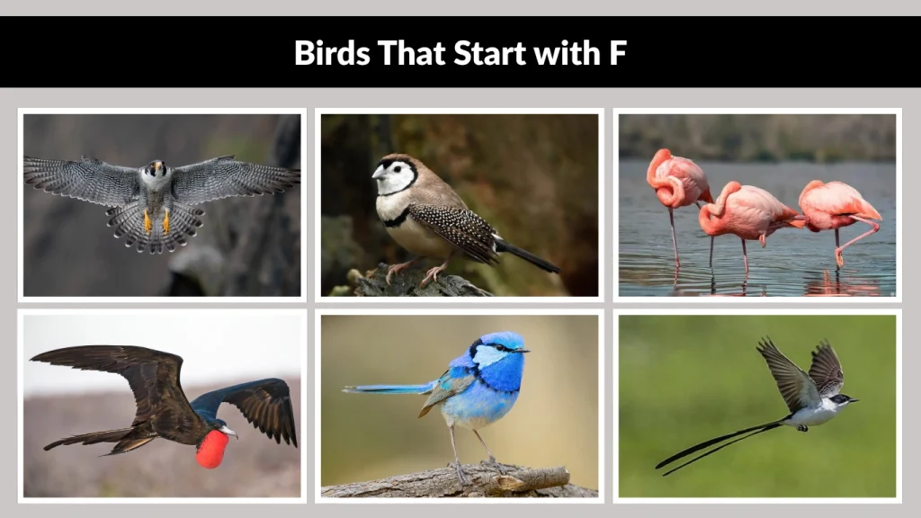 60 Common Animals That Start with F: Identification with Pictures