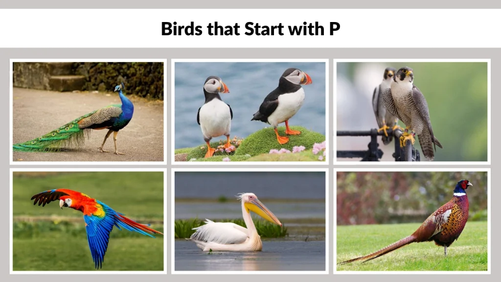 60 Common Animals That Start with P: Identification with Pictures