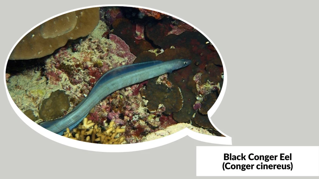 25 Types of Eel Fish: Identification With Species