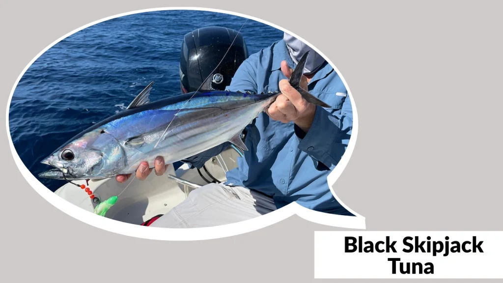 25 types of Tuna: Identification with Pictures