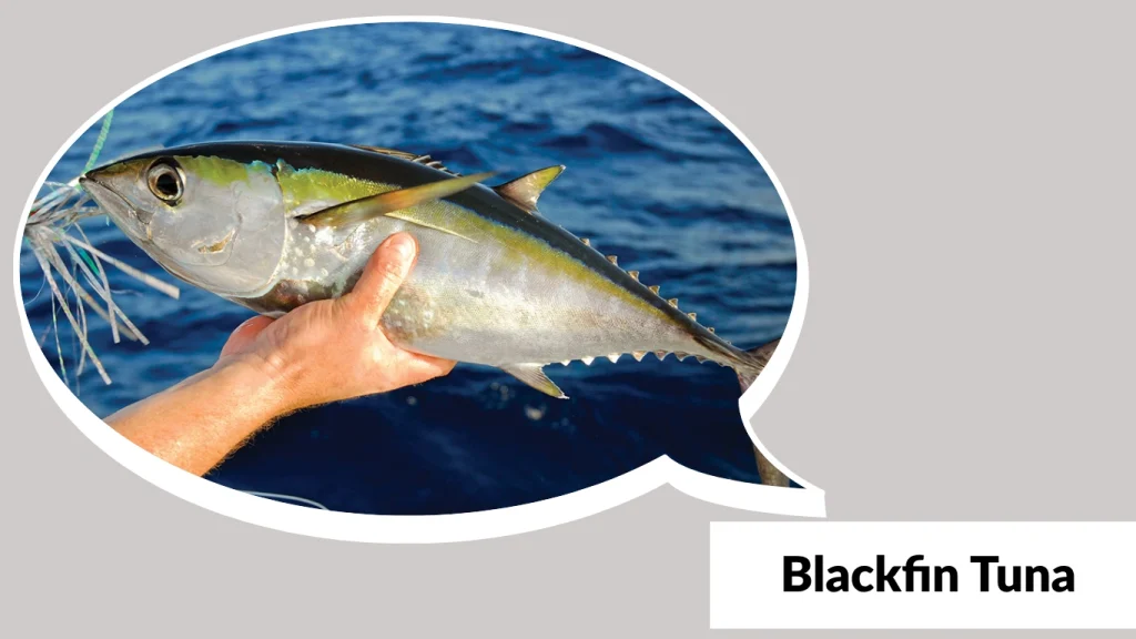 25 types of Tuna: Identification with Pictures