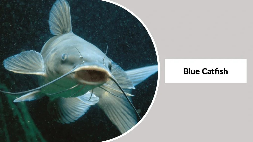 25 type of Catfish: Identification with Pictures