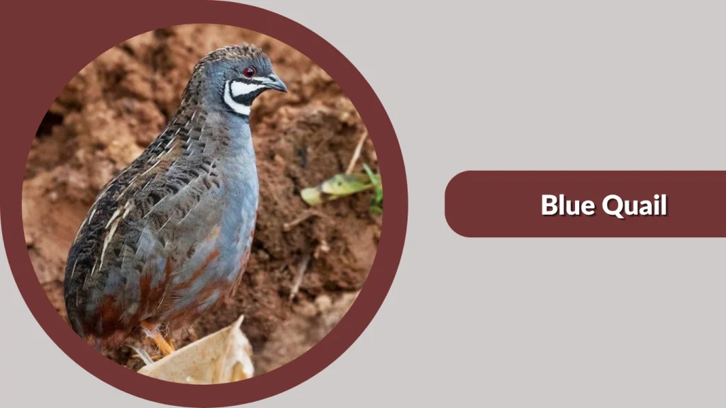20 Common Quail Species: types Identification with Pictures