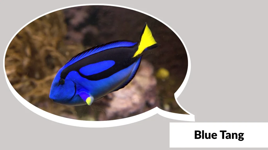 25 types of Water (Aquatic) animals: Identification with Pictures