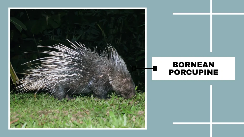 25 Types of Porcupines: Species Identification with Pictures