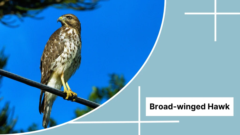 33 Common Hawk Species: Identification, Wingspan & Photos