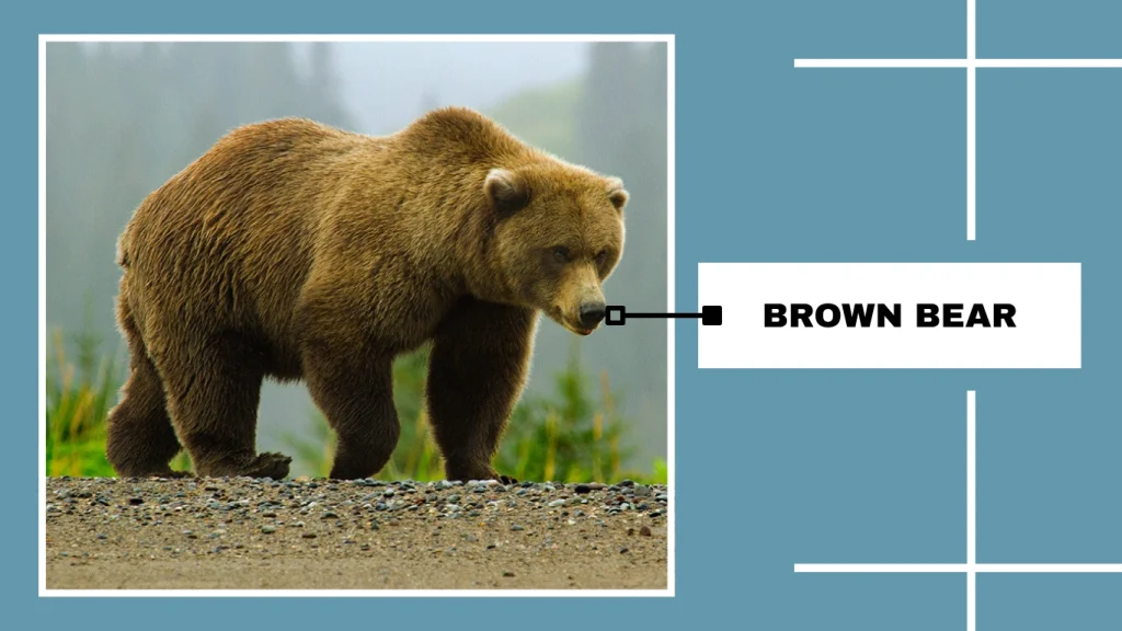 17 Types of Bears: Identification With Pictures