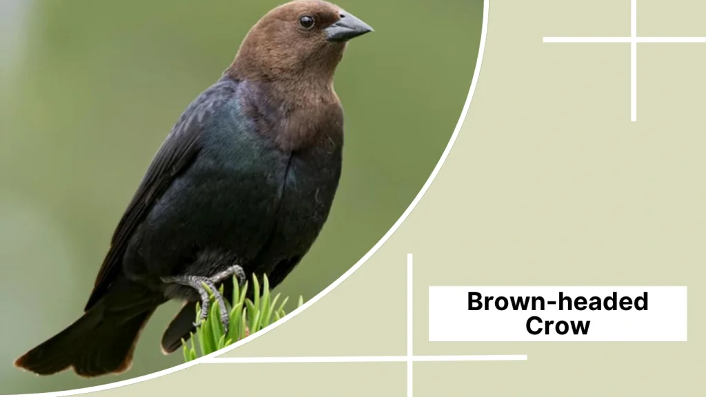 20 Types of Crows: Identification by Beak, Sound & Region