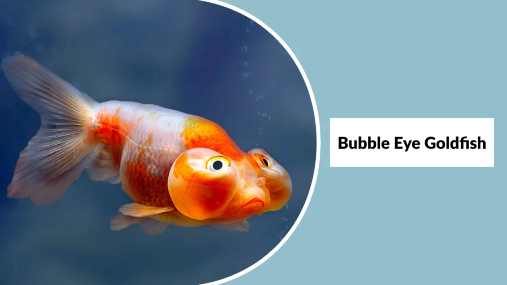 27 type of Goldfish: Identification with Pictures