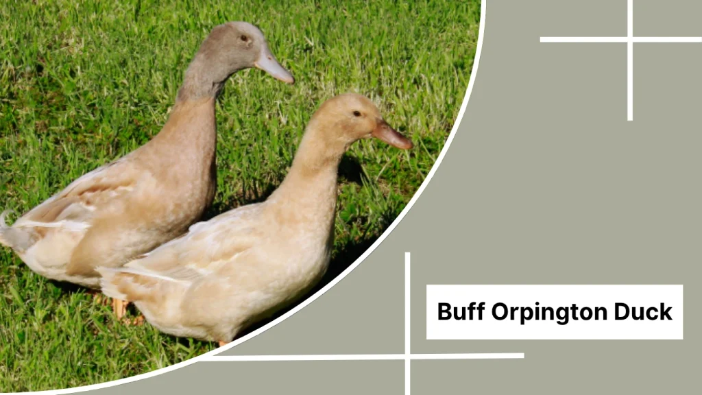 33 Popular Duck Breeds: Identification, Behavior & Pictures