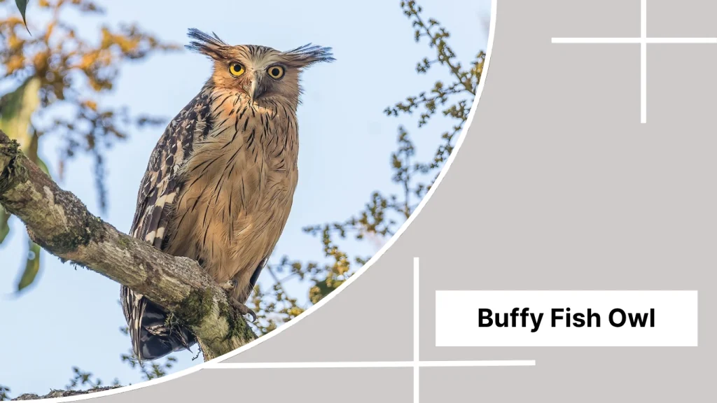 40 Types of Owl : Species Identification With Pictures