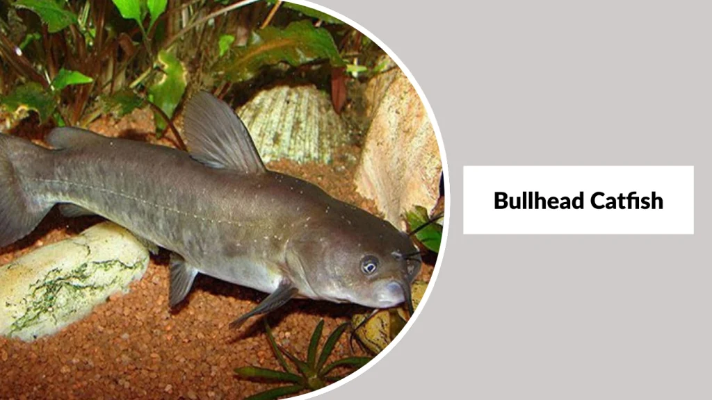 25 type of Catfish: Identification with Pictures