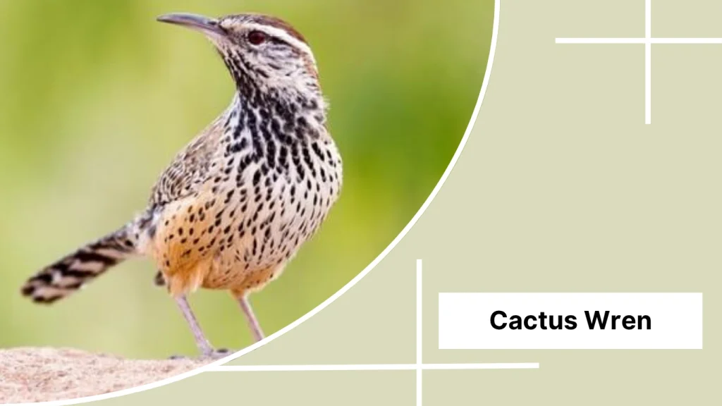 20 Types of Wrens: Identification by Tail, Voice & Habitat