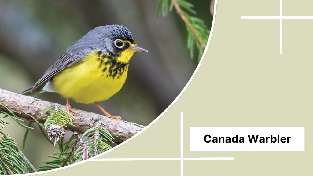 25 Types of Warbler Birds: Identification with Pictures